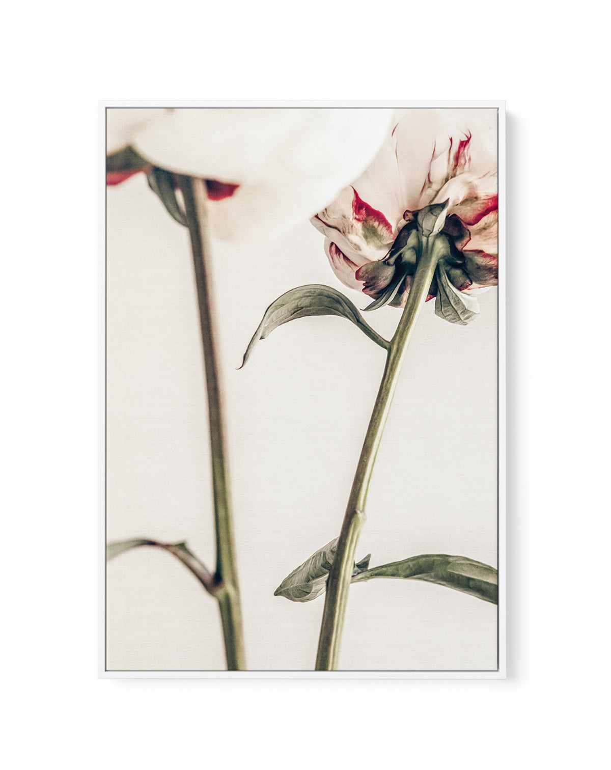 Peony 01 By Studio III | Framed Canvas Art Print – Olive et Oriel