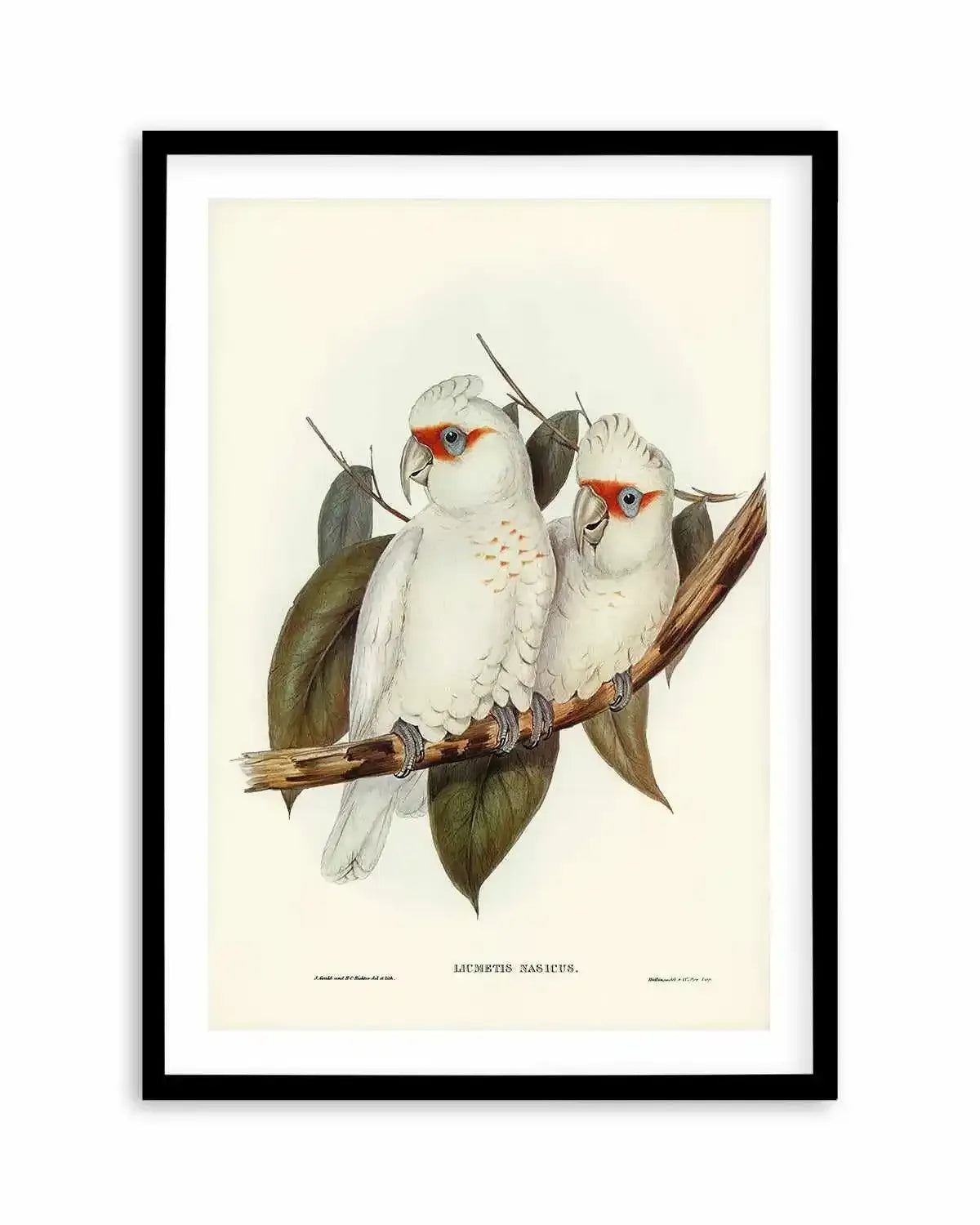 Vintage Bird Illustration Wall Art Print - Corella Cockatoo – Olive et ...