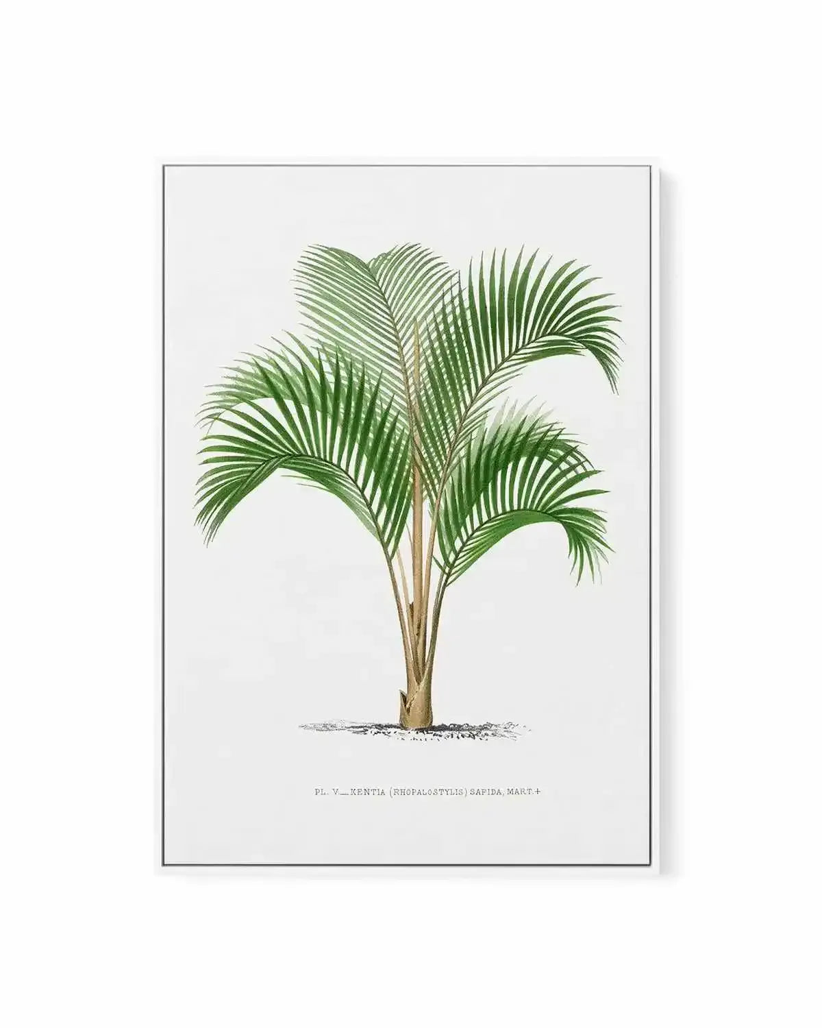 Buy 'Kentia Sapida Vintage Palm Poster' Framed Canvas Art Print – Olive ...