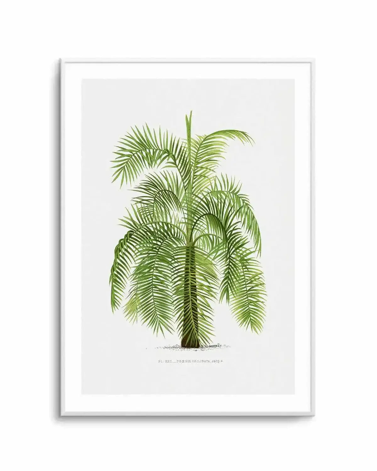 Buy 'Phoenix Reclinata Vintage Palm Poster' Art Print | Next Day ...