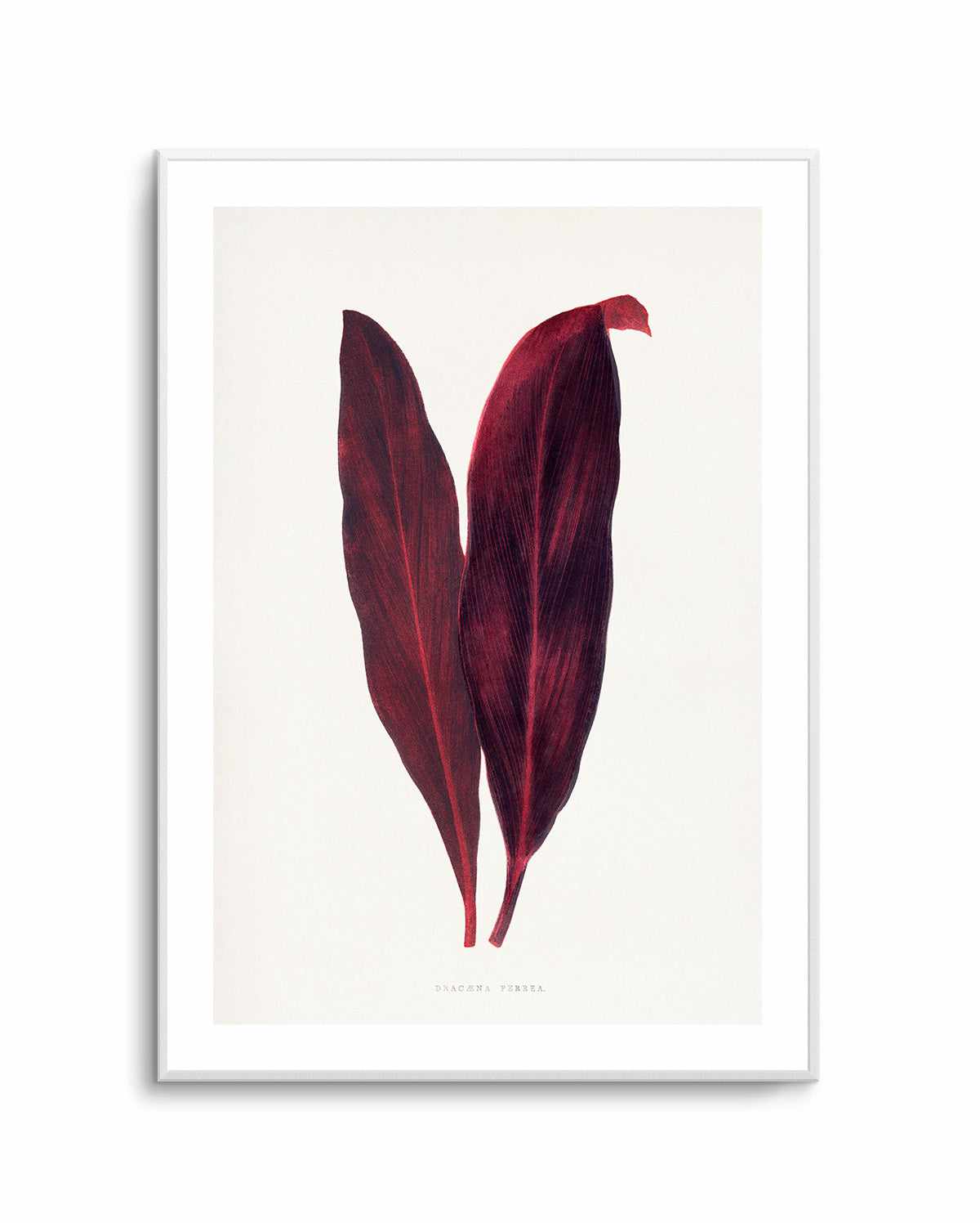 Pink Dracaena Ferrea Leaf Illustration By Les Plantes a | Art Print ...