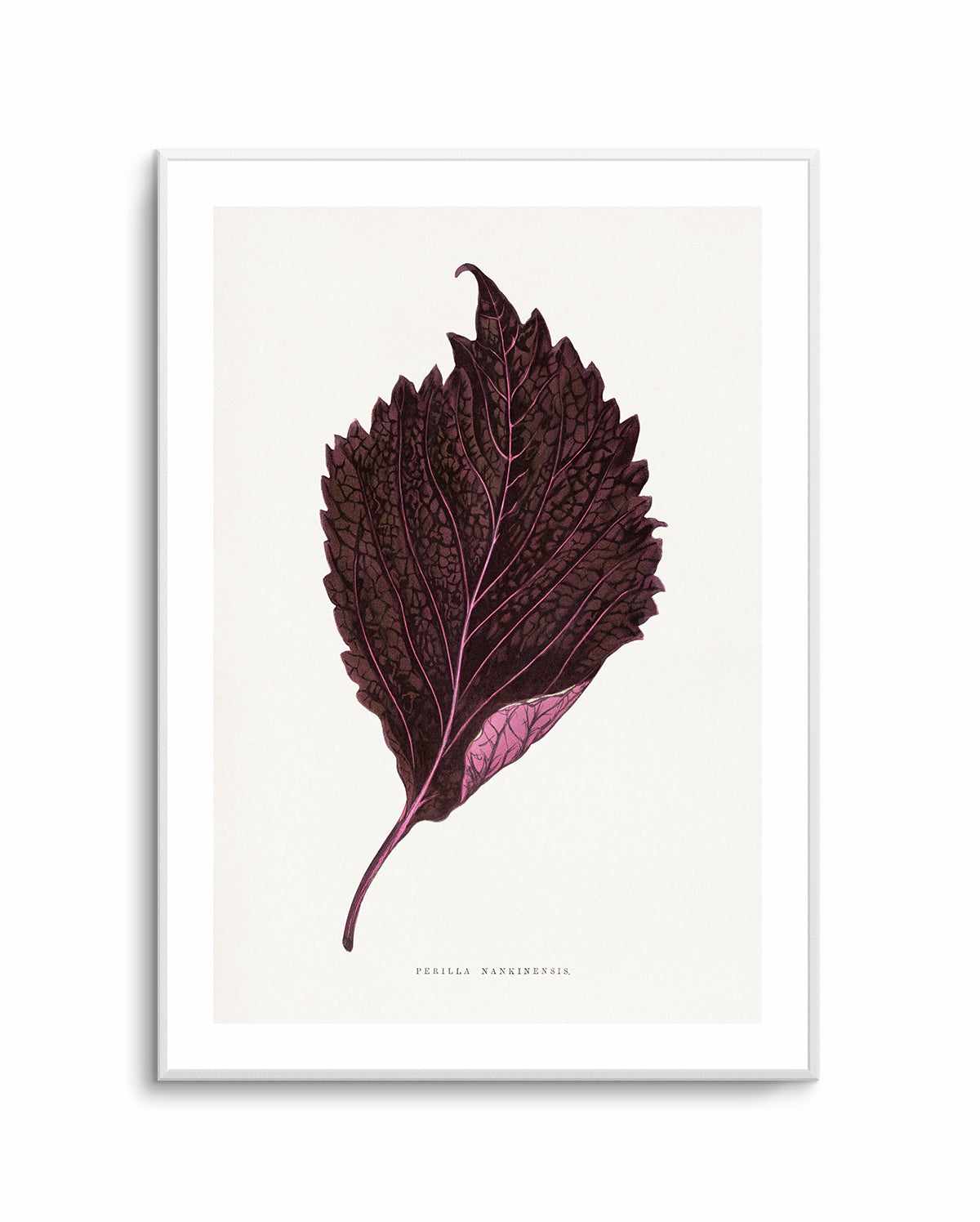 Pink Perilla Nankinensis Leaf Illustration By Les Plantes a | Art Prin ...