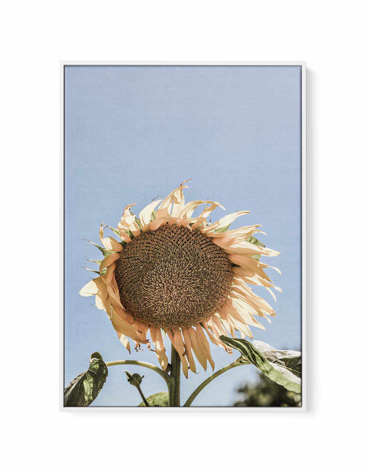 Sunny Bloom Shot by Clint | Framed Canvas Art Print – Olive et Oriel