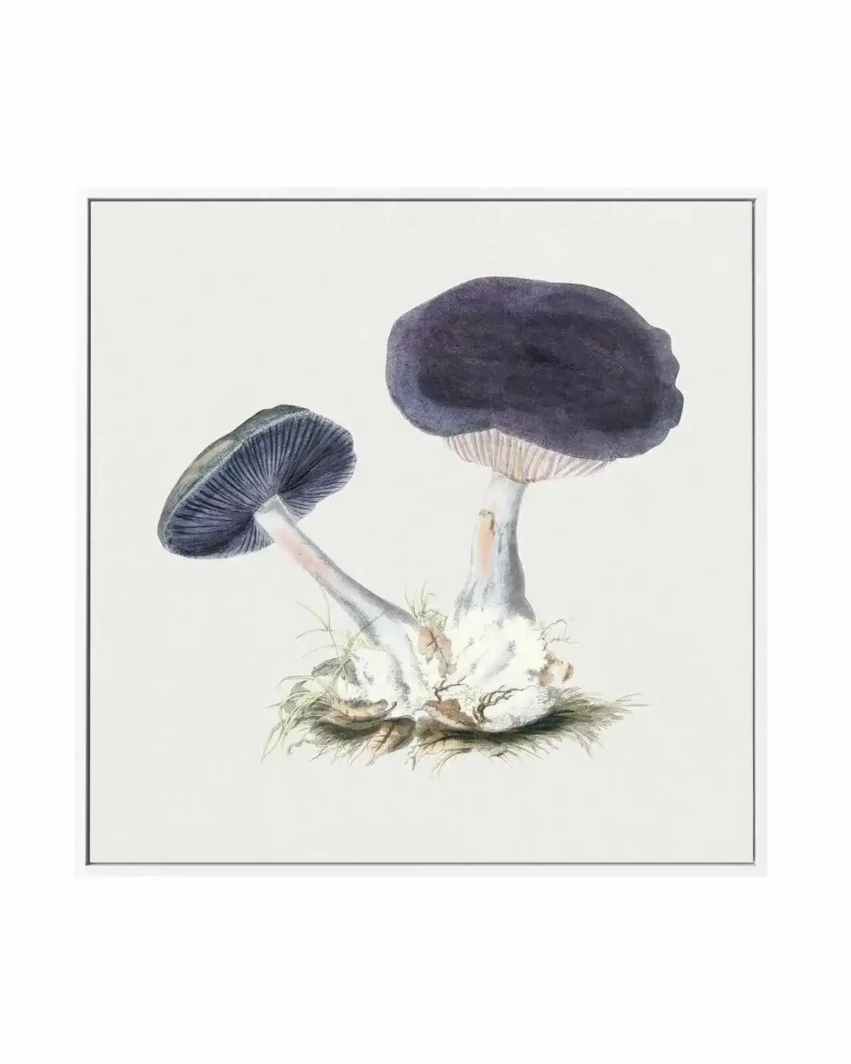 Buy 'Violet Mushroom Vintage Illustration' Framed Canvas Art Print ...