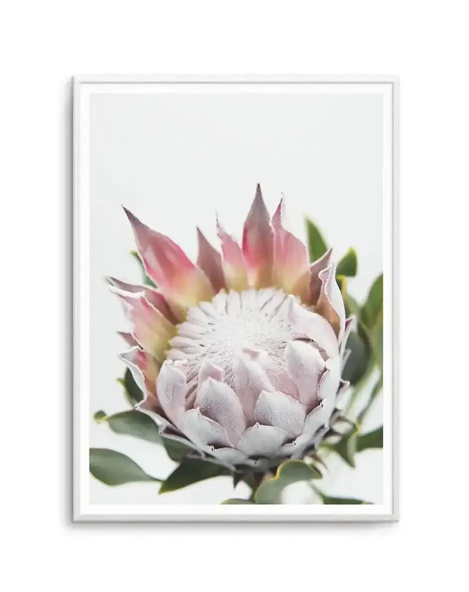 Blush King Protea | Fine Art Flower Print or Poster. Framed Available ...