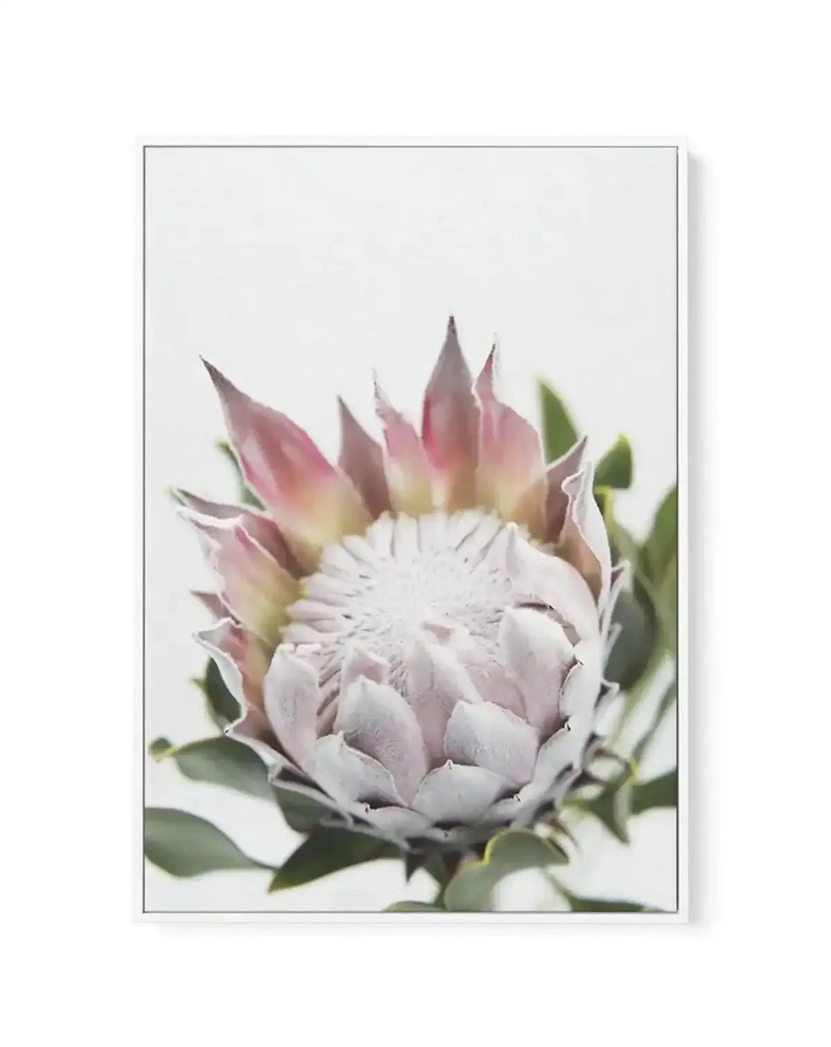 Blush King Protea | Fine Art Flower Framed Canvas Artwork – Olive et Oriel
