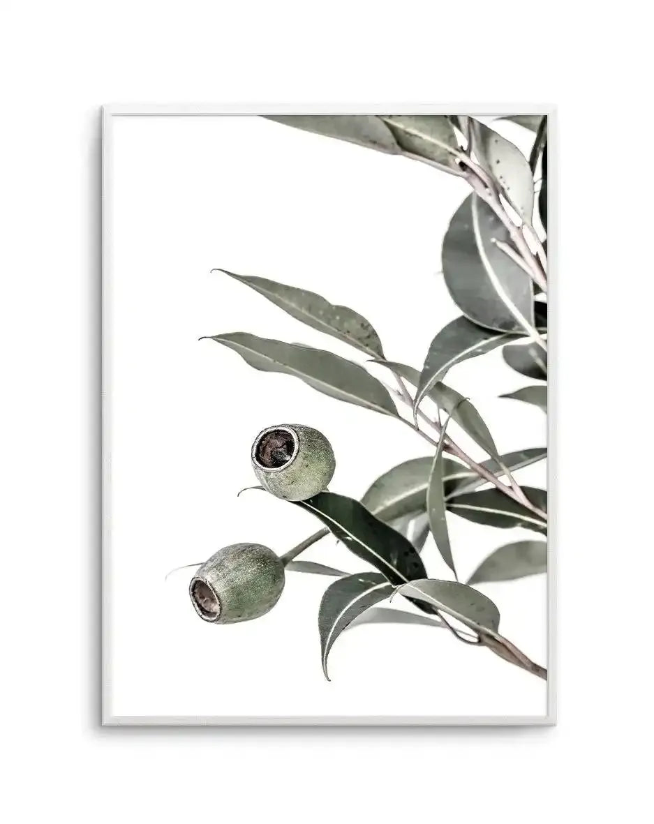 Botanical Wall Art Print - In The Gumtrees II Eucalyptus – Olive et Oriel