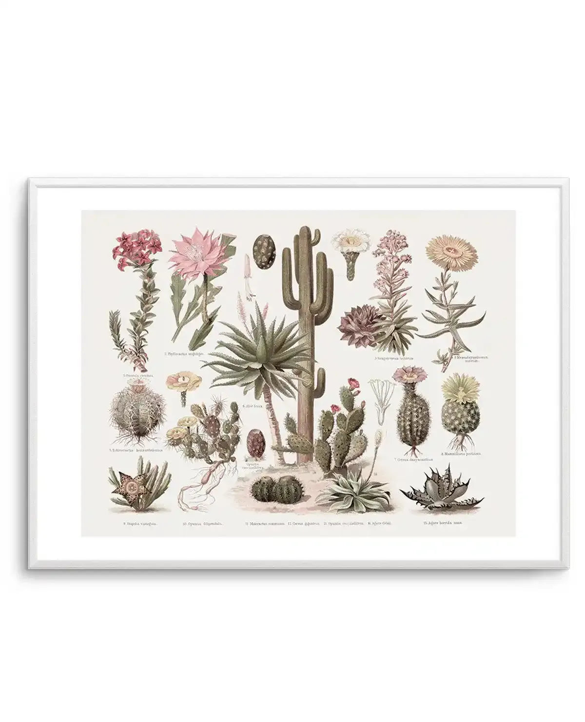 SHOP Vintage Bohemian Style Children's Cactus Chart Framed Art Print ...